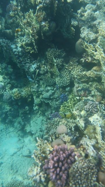 Вдоль КОРАЛЛОВОГО РИФА. РЫБКИ и КОРАЛЛЫ КРАСНОГО МОРЯ#travel #путешествия #море #шармэльшейх2025
