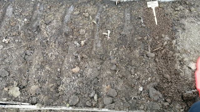 Сажаю в январе огородные культуры