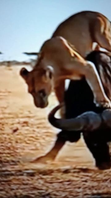 ОХОТА на БУЙВОЛА😳#Shorts