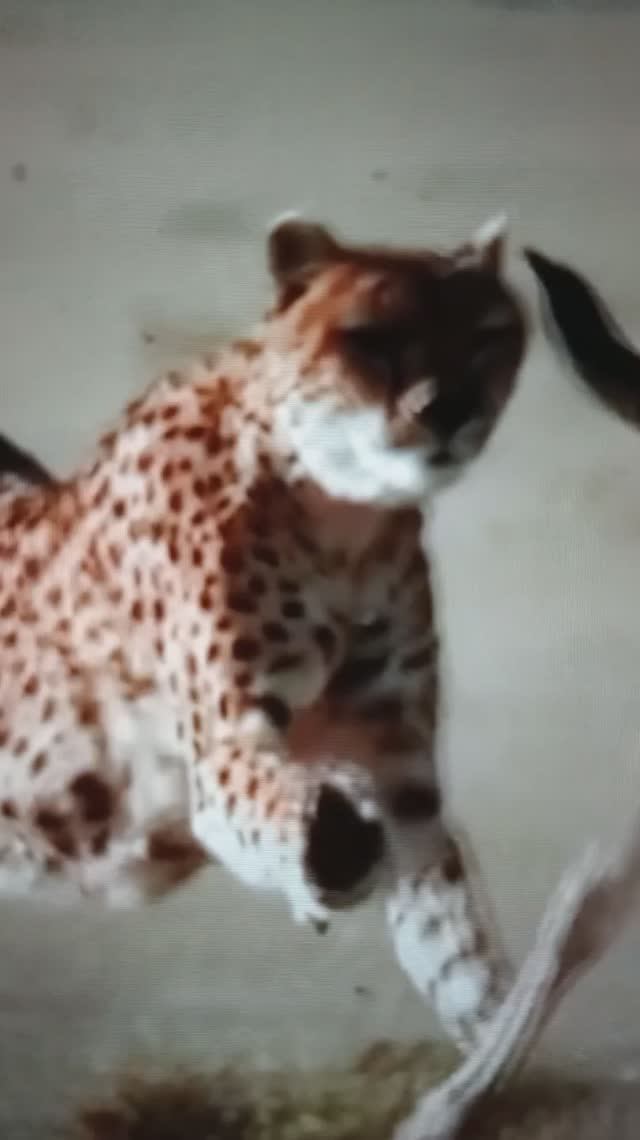 Гепард преследует добычу 😯😳🤔#Shorts