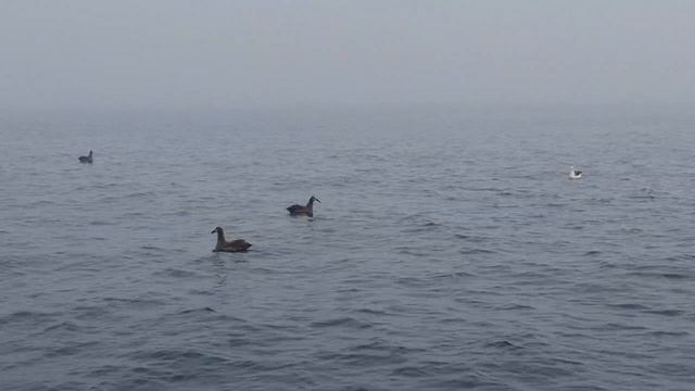 Акула мокой охотится за альбатросами