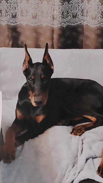 Купированный щенок добермана: как превратить ушки-тряпочки в гордые паруса? Рекомендация питомника.