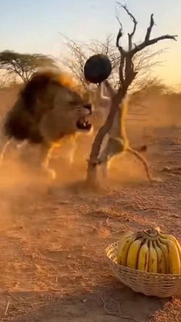 #shorts обезьяна и лев