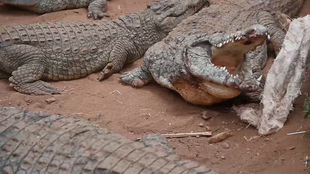 Нильский крокодил