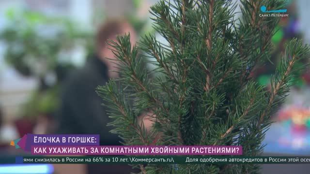 Ёлка в горшке: как ухаживать за комнатными хвойными растениями?