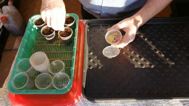 Сажаю в январе семена перца Рамиро