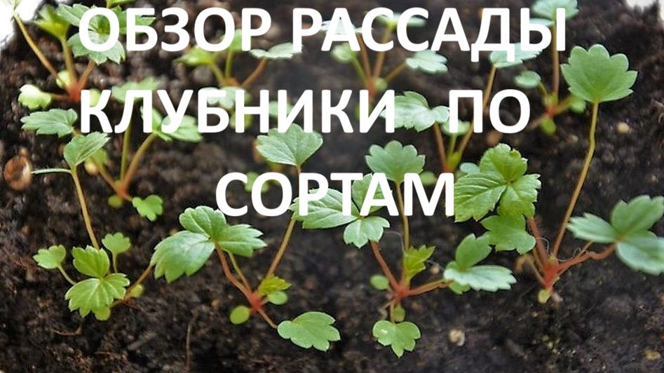 Обзор рассады клубники по сортам.