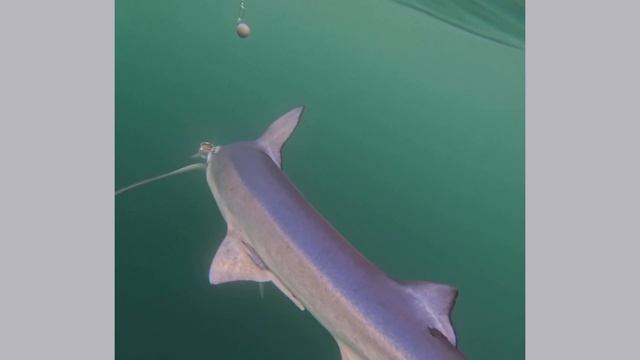 Большая голубая акула на крючке, Итуруп