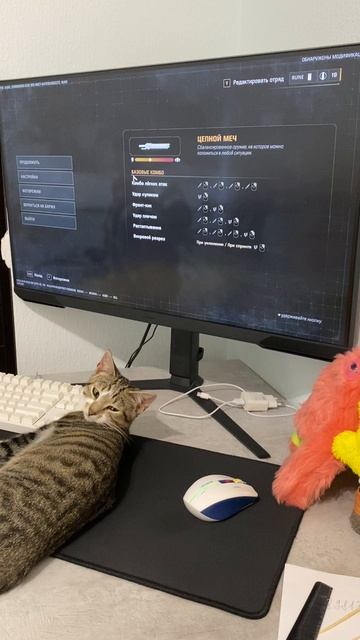 Титус отдыхает😽