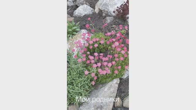 Камнеломка Уютный садик Томск