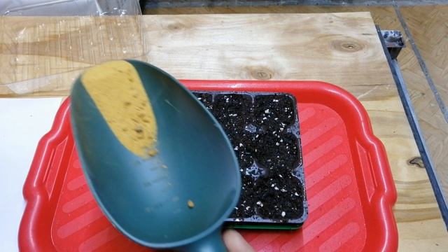 Январская посадка  томатов и перца