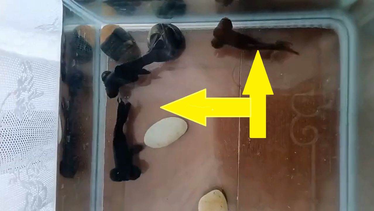 Вы видели детёнышей акулы-молота?