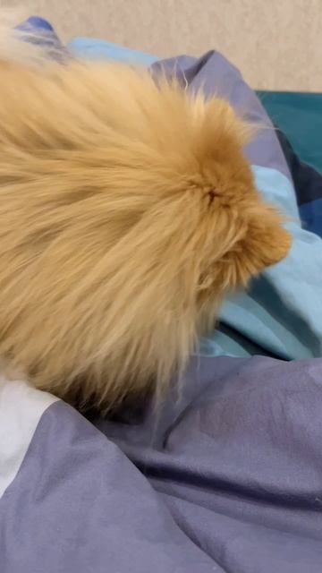 Бася ложится спать по команде!