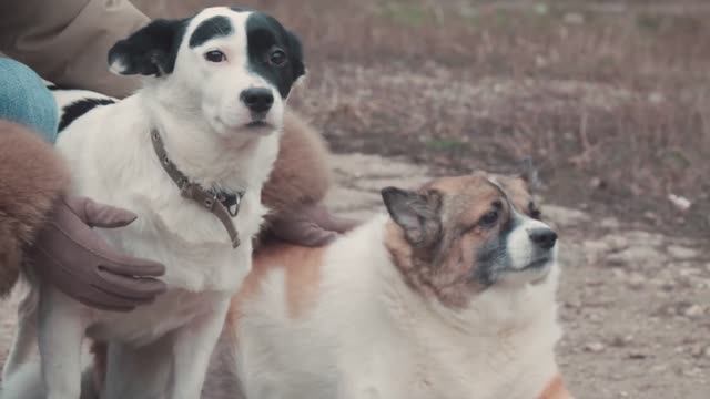 Выпуск #2 «Пора домой». Собаки из приюта всё ещё верят в людей