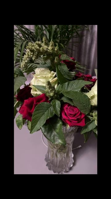 Переехав в Крым сбылась мечта! Теперь колекционирую розы прямо у дома!