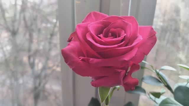 Самая красивая роза