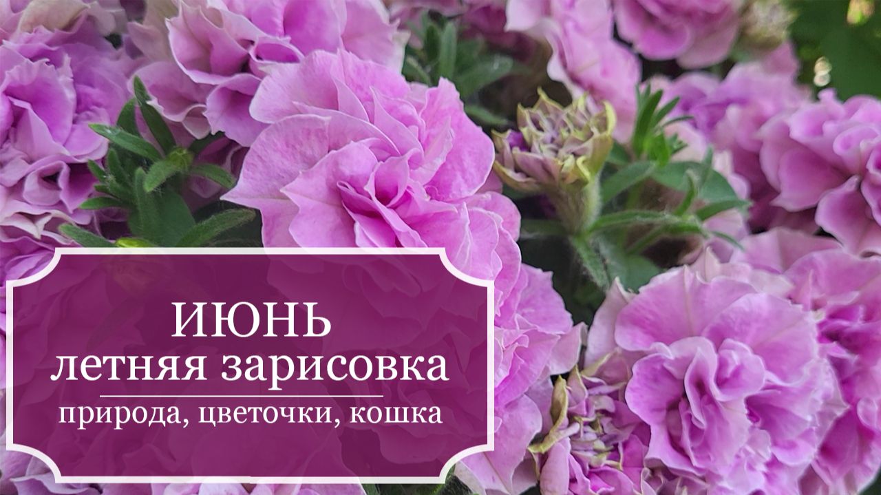 Летняя зарисовка для хорошего настроения - ИЮНЬ - природа вокруг и цветы на веранде