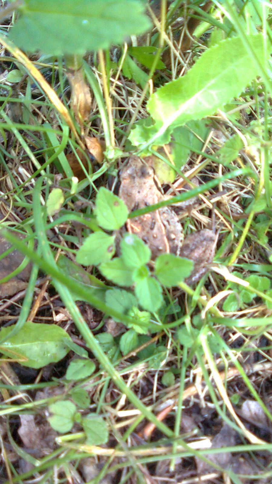 Песенка для Вильяма