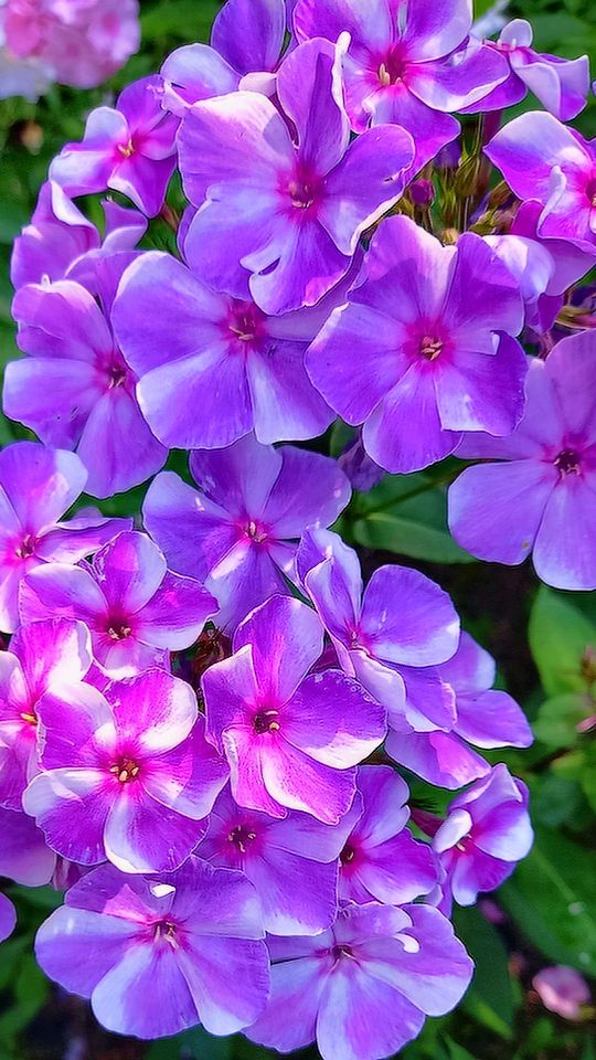 ФЛОКС ВЕЧЕРНЯЯ ГЖЕЛЬ КРАСИВЫЙ ЦВЕТОК