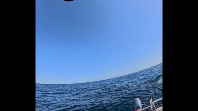 В погоне за голубым тунцом