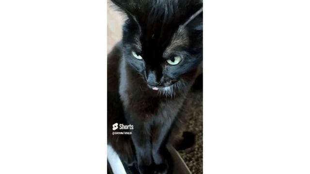 Масяня намывает гостей