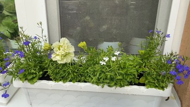 Весна на моей веранде или "Наконец-то я всё посадила!"