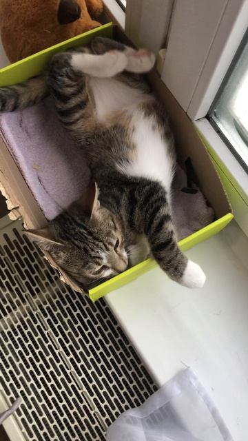 Титус лежитус😺