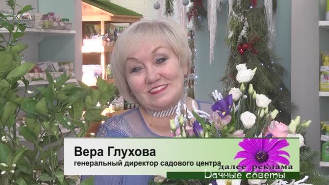 Новогодний выпуск «Дачных советов» с поздравлением Веры Глуховой.