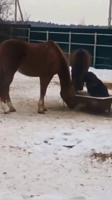 Новогоднее меню