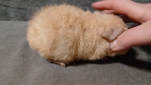 американский тедди кремовый, возраст 1 месяц, питомник Zlato Vlaska