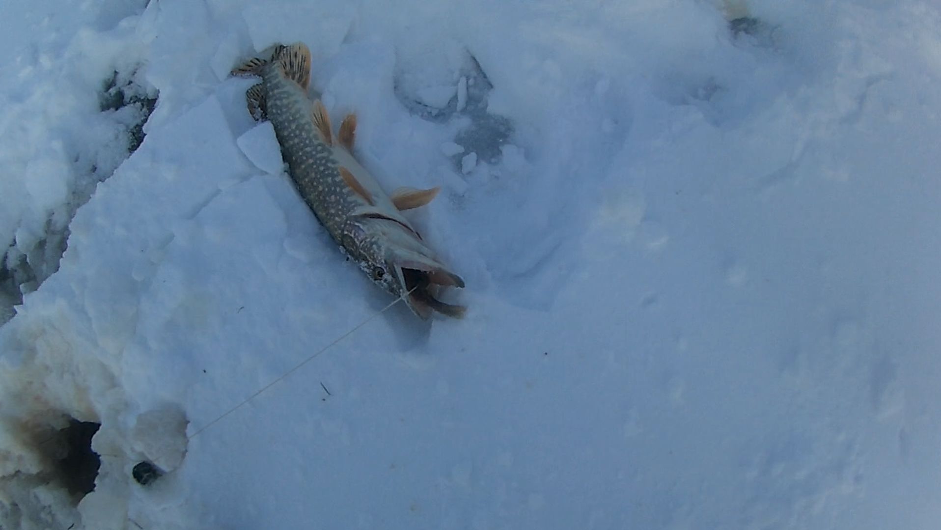 Срезаем поставухи. Попалась щучка.