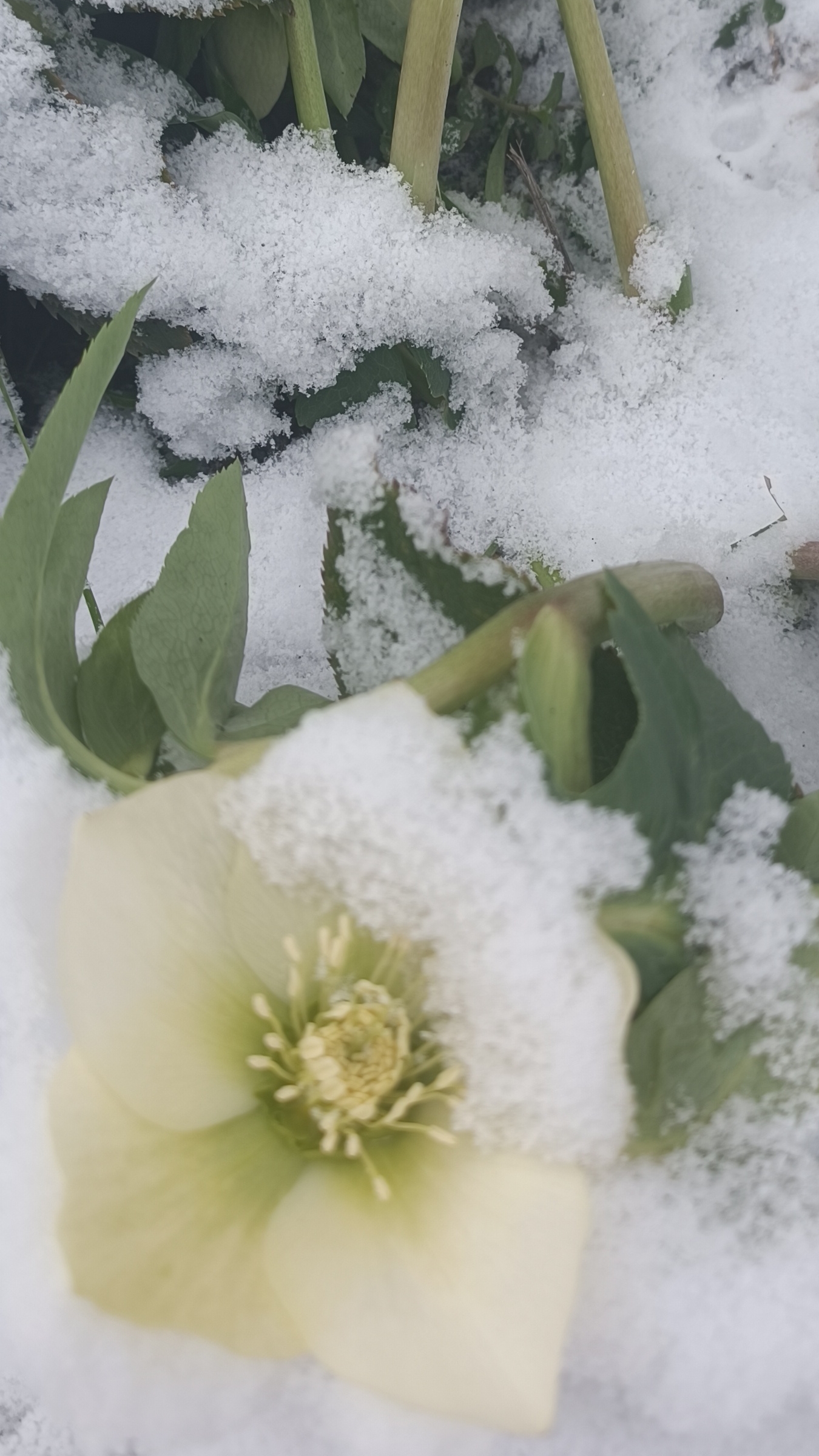 Первый снег на Кубани! 27.12.2025г.