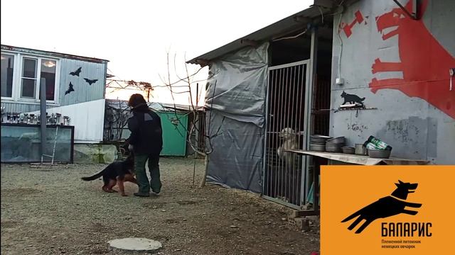 Баларис Саманта, 5 месяцев. Игра