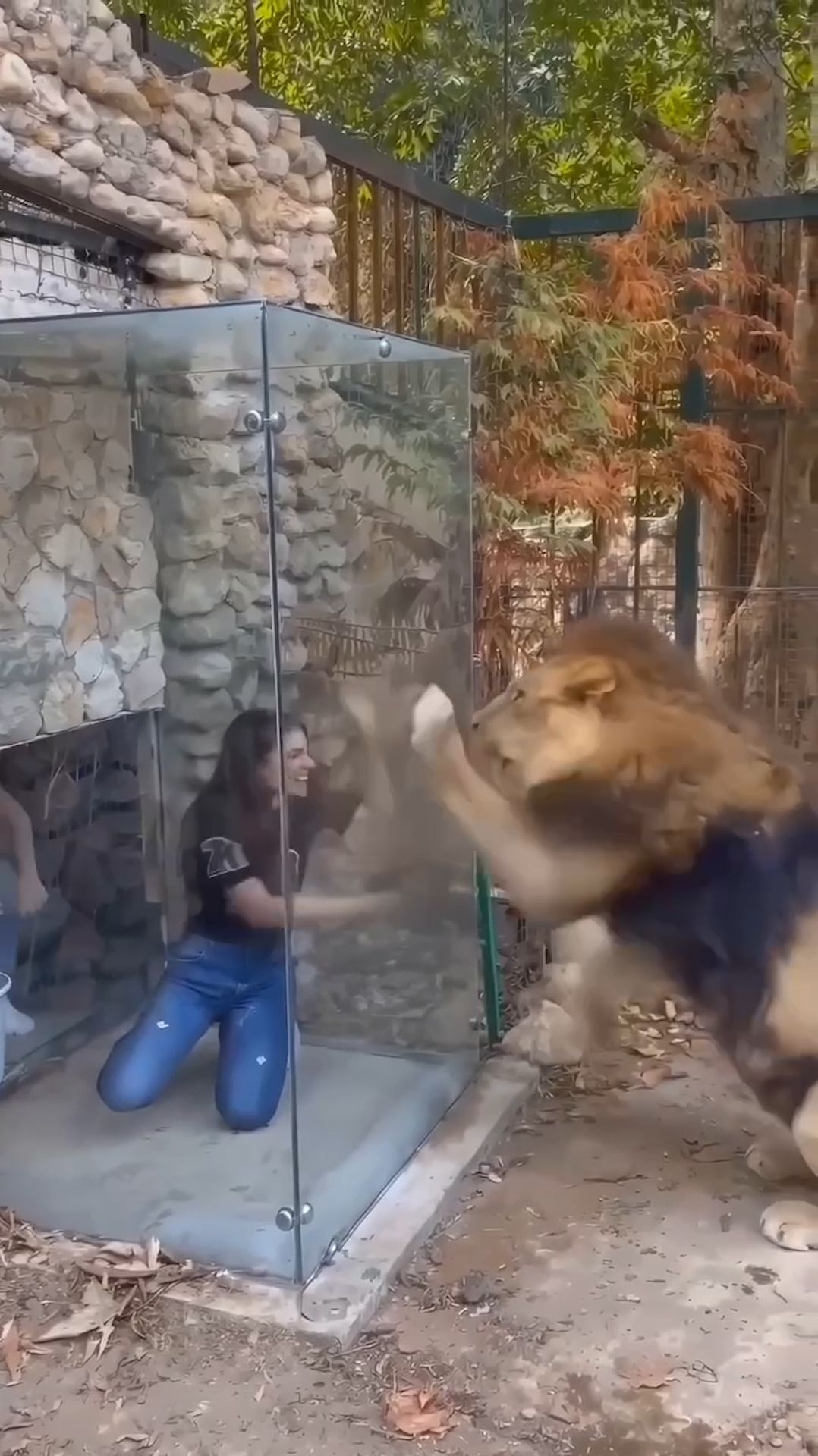 Нейросети и коты, ч.2 | Ai cats #кот #cat #trending #рекомендации #ии #ai #neuralnetwork #shorts