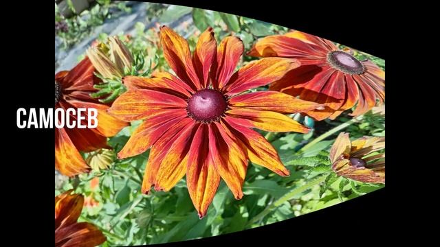 РУДБЕКИЯ МНОГОЛИКАЯ.