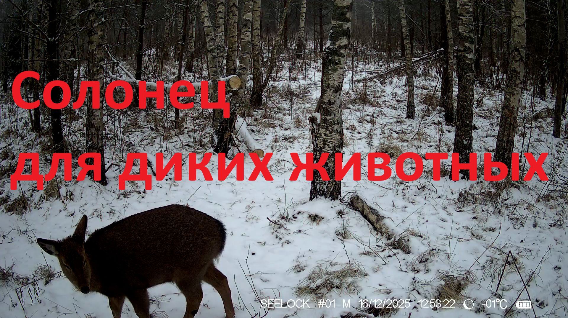 Солонец для диких животных. Поиск места. Изготовление. Пойманные на фотоловушку дикие животные