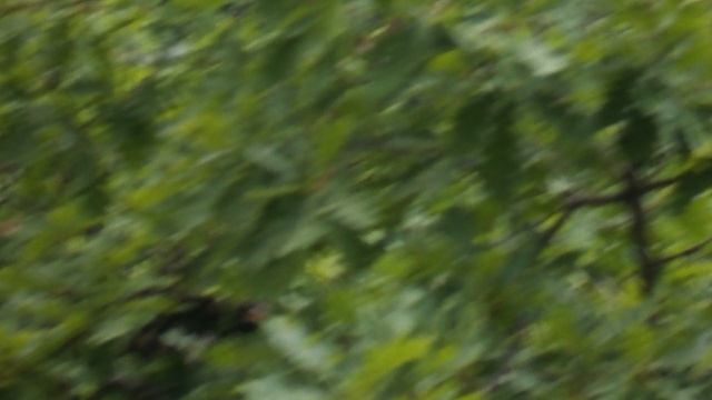 DSCN4155Хутор  Ильич Отрадненск ий район Краснодарского края июнь 2021год