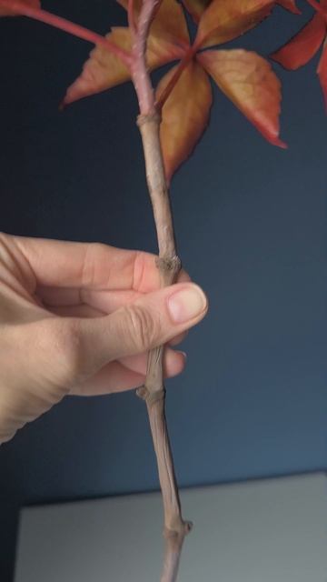 ветка дикого винограда из холодного фарфора/ мои работы Мурзилкина-Голубецкая.mp4