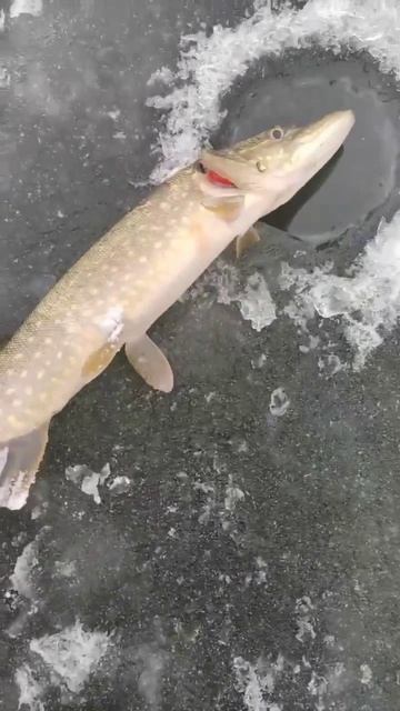 По щучьему велению