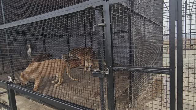 Архыз Долина Тигров.