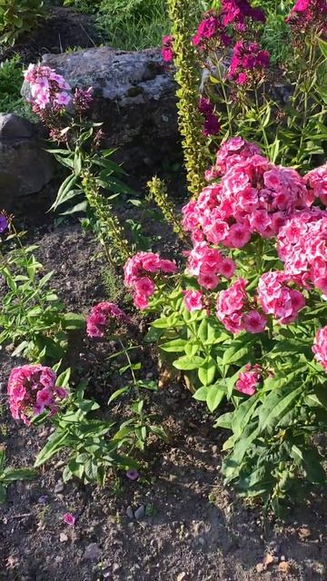 Ленинградская область. Хвойное. 25.07.2024. Цветы на даче. Флоксы метельчатые