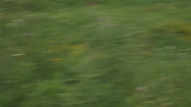 DSCN4104Хутор  Ильич Отрадненск ий район Краснодарского края. июнь 2021год