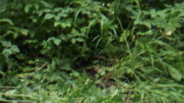 DSCF0002Хутор Ильич Отрадненск ий район Краснодарского края. июнь 2021г