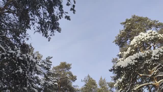 Челябинский сосновый парк. Снег кружится. Пламя.  26.12.2025г.    Берегите природу люди !!!