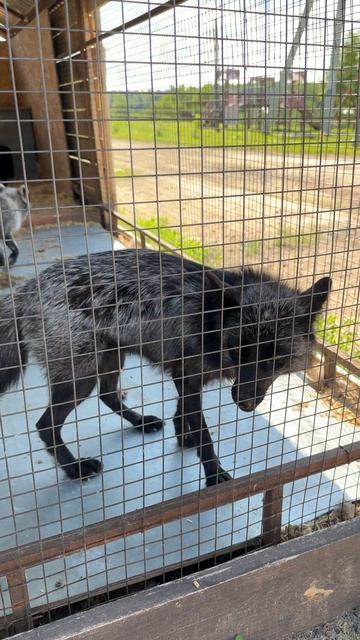 Чернобурые лисицы