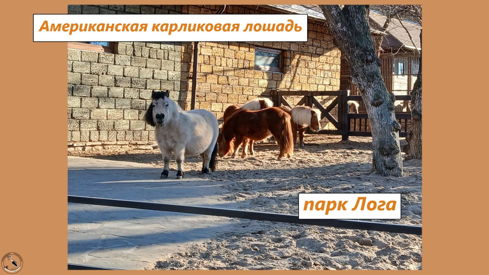 Обаятельные пони на морозе. Лошадки в миниатюре