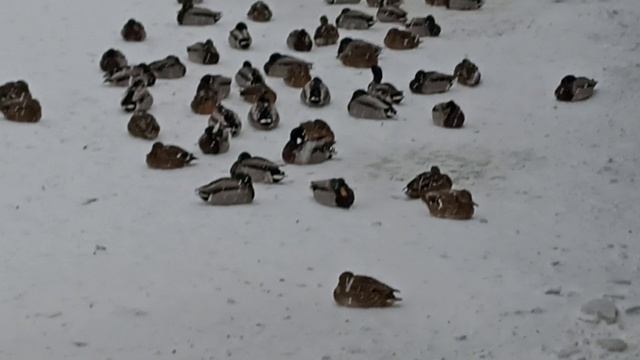 Утки на Плотинке. Екатеринбург