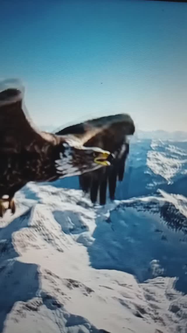 Замечательные птицы и животные😮🤔#Shorts