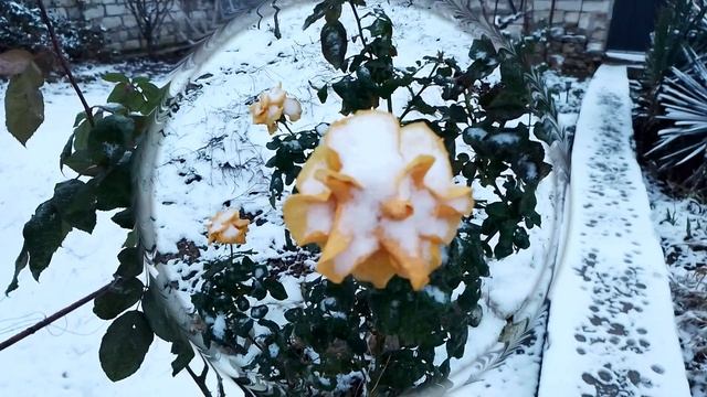 Розы со снегом