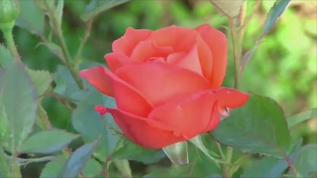 Светлана  - ( Премьера песни 2025, премьера видеоклипа, 2025).